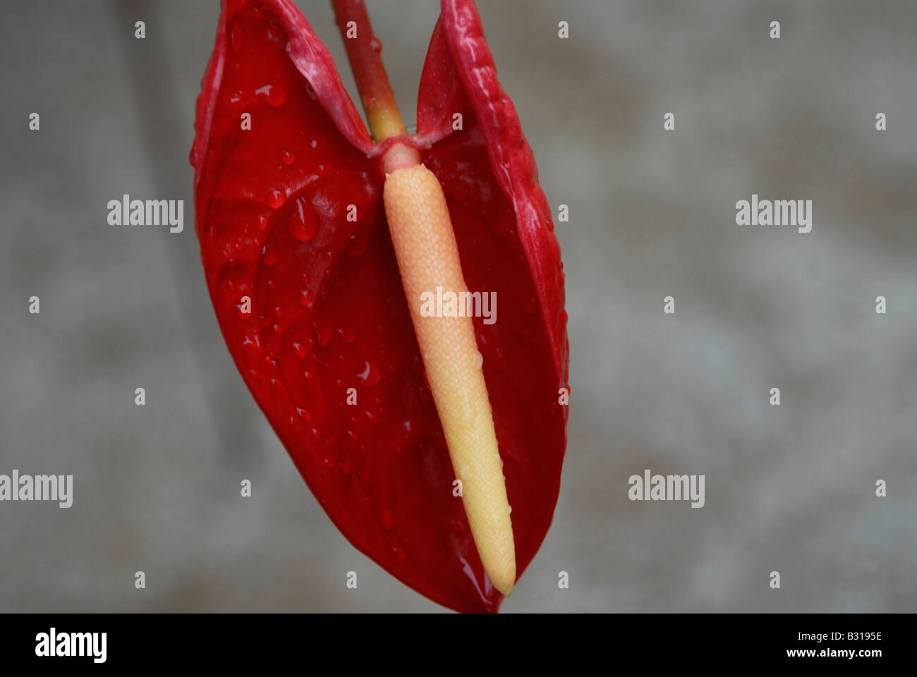 Inflorescence of anthurium hi-res stock photography and images - Alamy