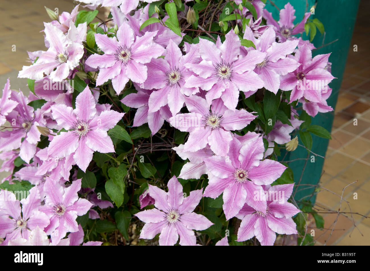 Clematis gazina `Tigerstrip` Stock Photo - Alamy