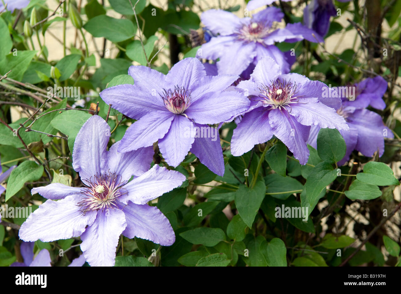 Pale blue clematis hi-res stock photography and images - Alamy