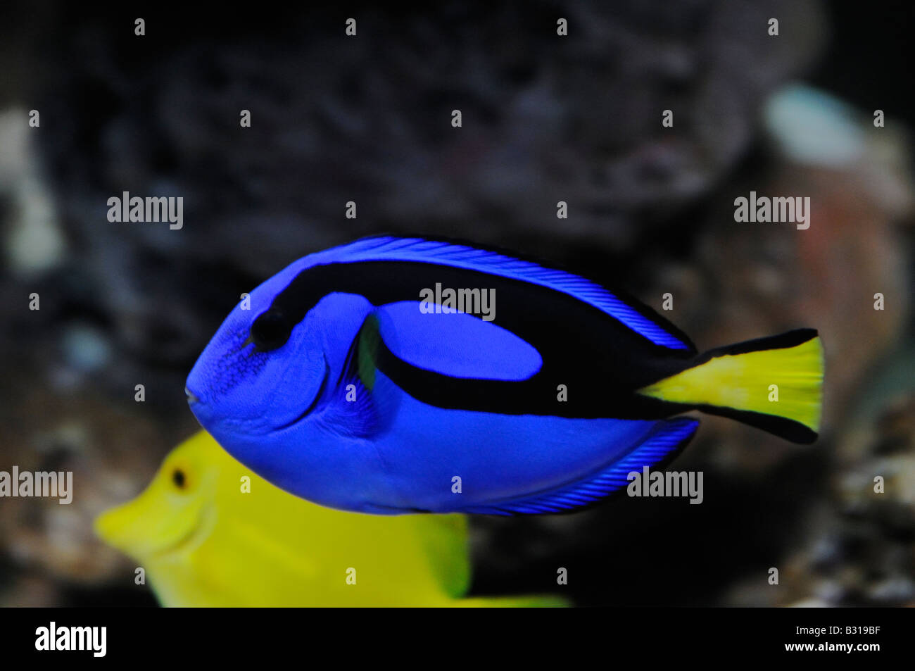 Blue small fish Stock Photo - Alamy