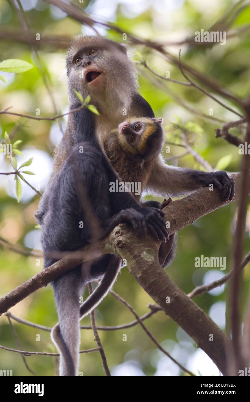 Mona monkey mother and infant in Boabeng Fiema Monkey Sanctuary Ghana ...