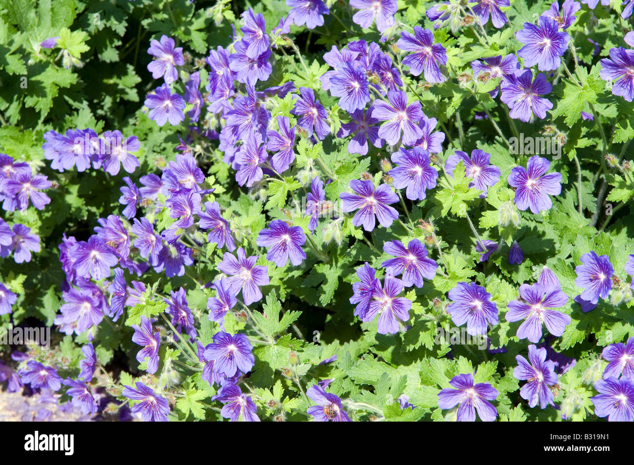 Himalayense hi-res stock photography and images - Alamy