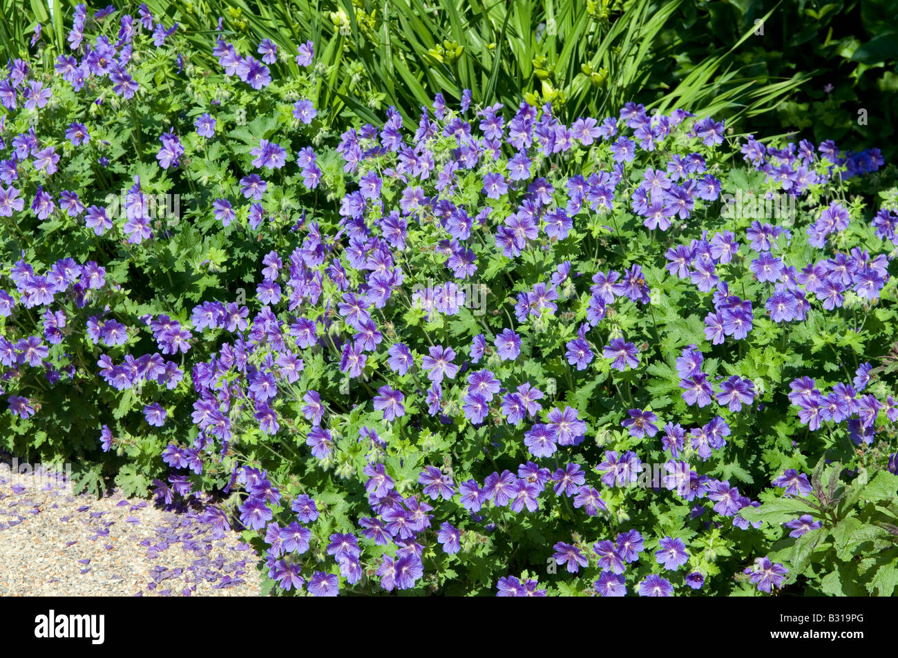 Geranium himalayense hi-res stock photography and images - Alamy