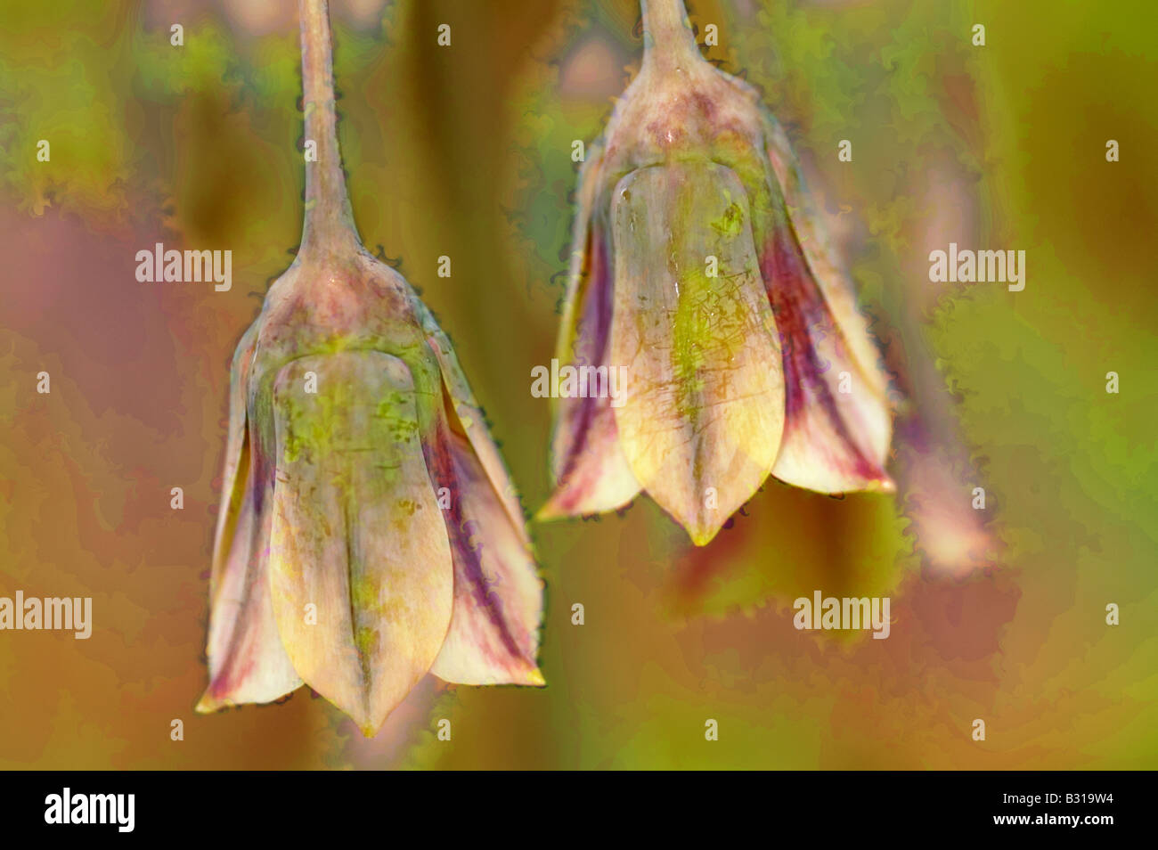 Two Nodding Bulgarian Allium Flowers Stock Photo - Alamy