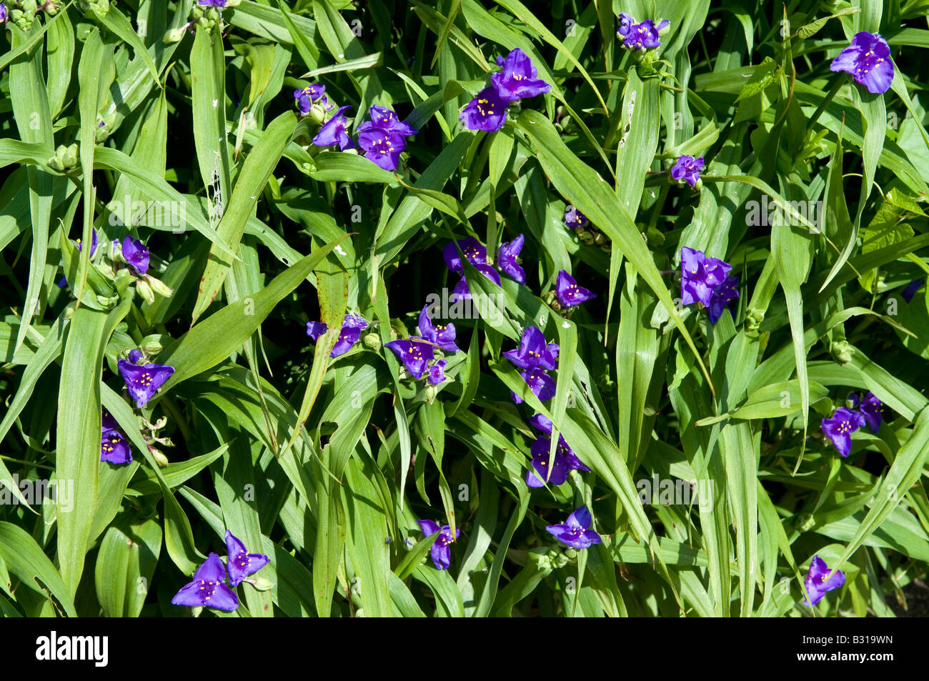 Tradescantia andersoniana `Leonora` Stock Photo - Alamy