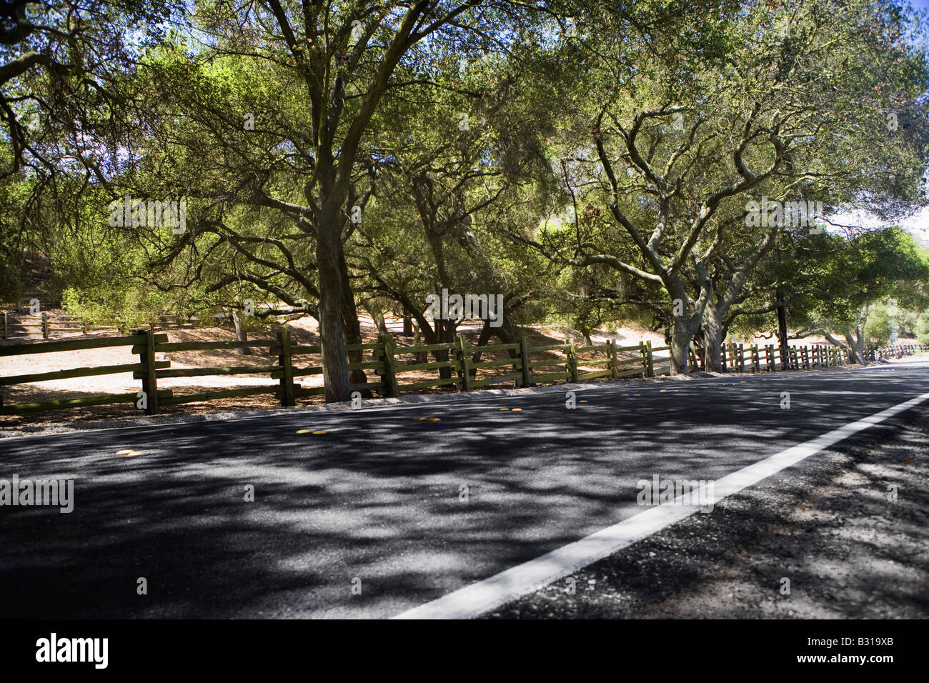 Tree lined country road Stock Photo - Alamy
