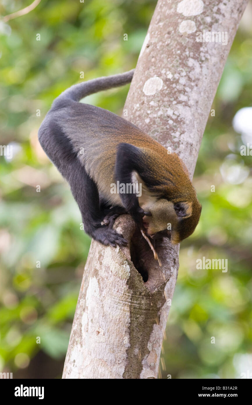 Mona monkey in Boabeng Fiema Monkey Sanctuary Ghana Stock Photo - Alamy