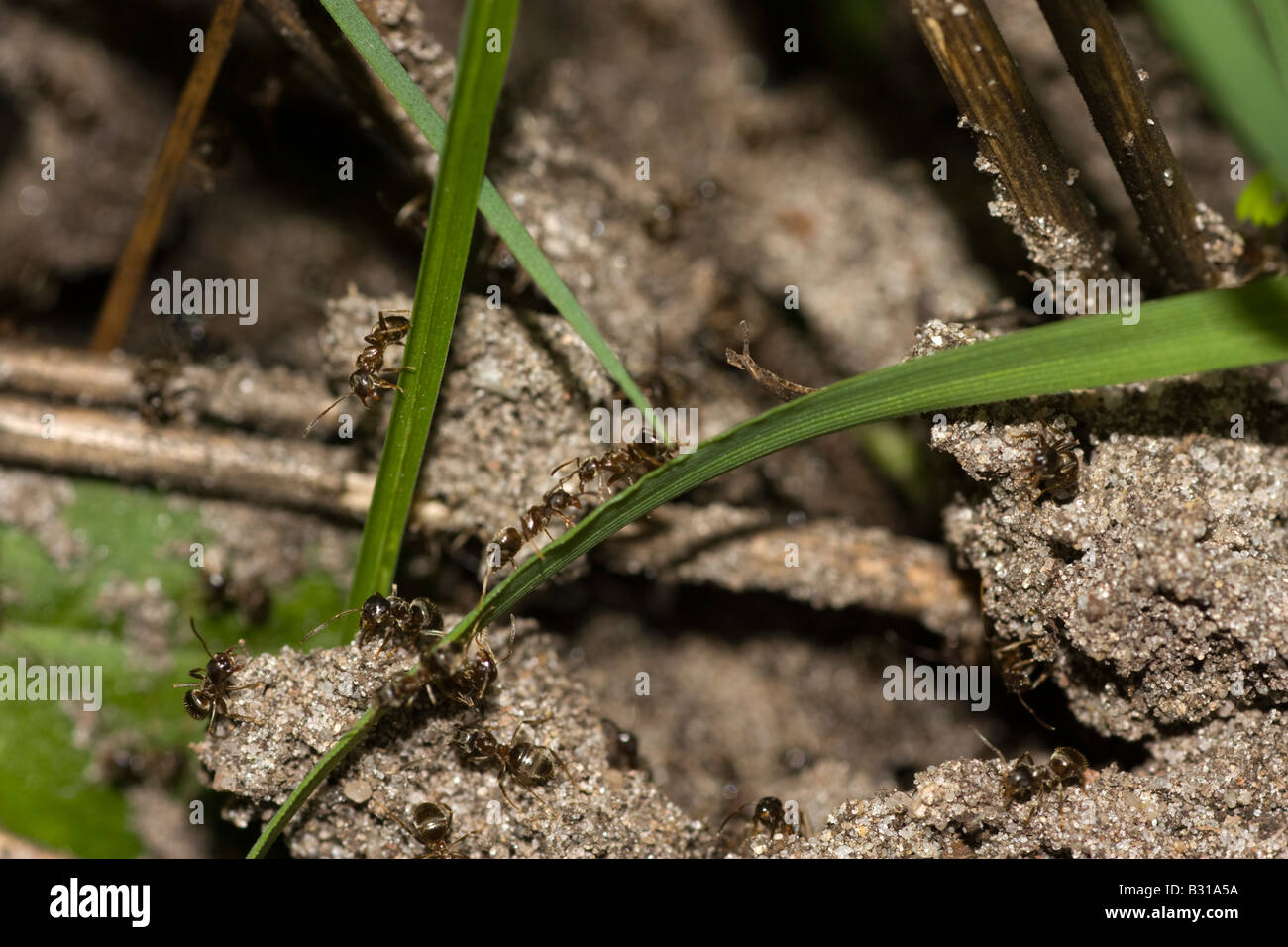 Bug nest hi-res stock photography and images - Alamy