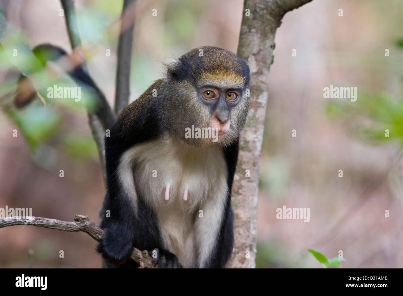 Mona monkey Cercopithecus mona Boabeng Fiema Monkey Sanctuary Ghana ...