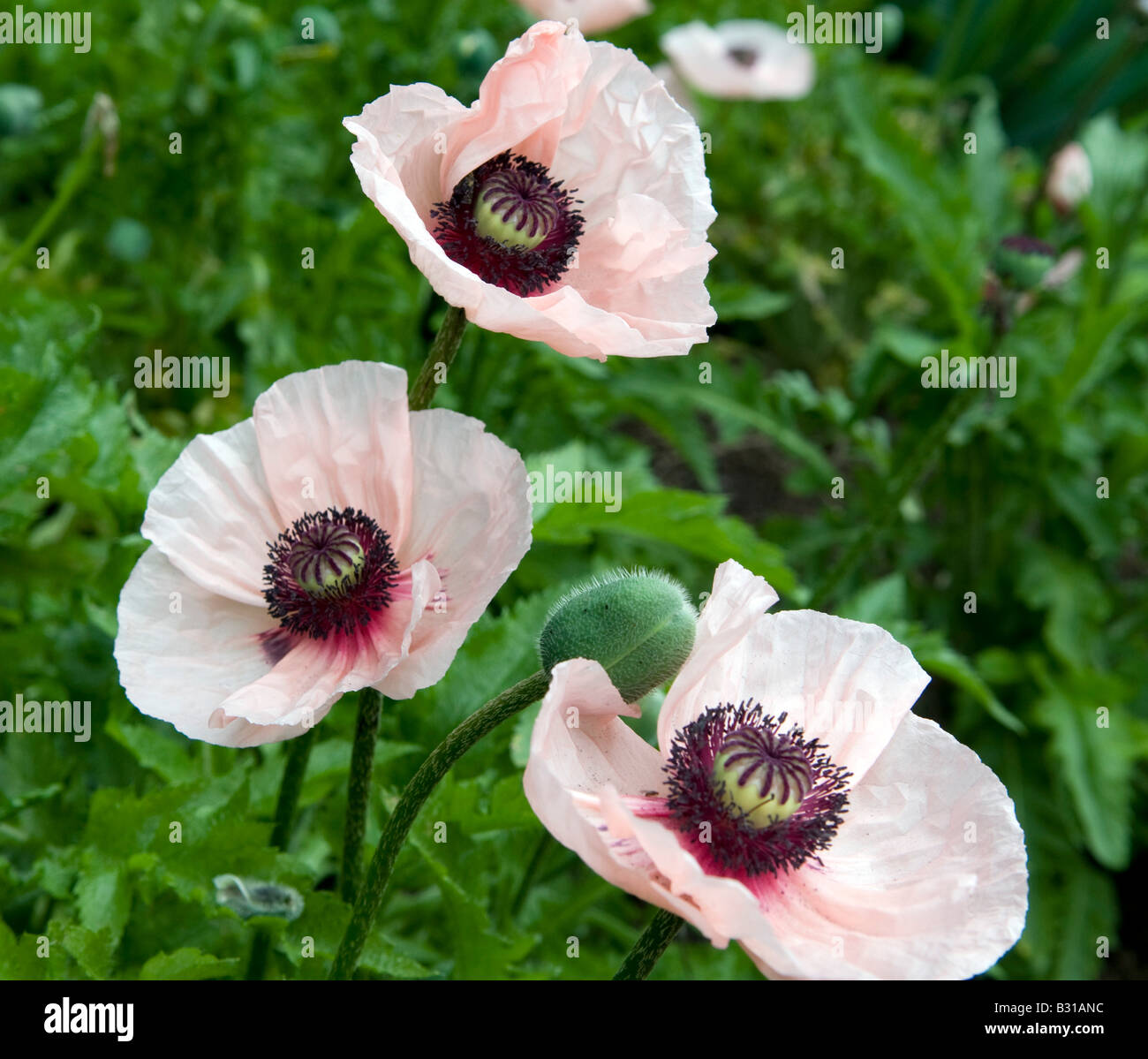 Pink papaver hi-res stock photography and images - Alamy