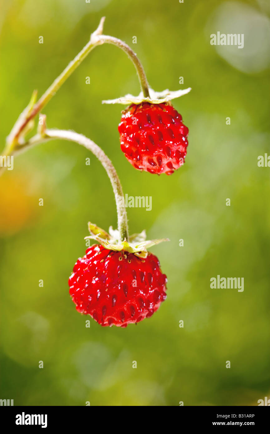 wild strawberry in nature close up photo Stock Photo - Alamy