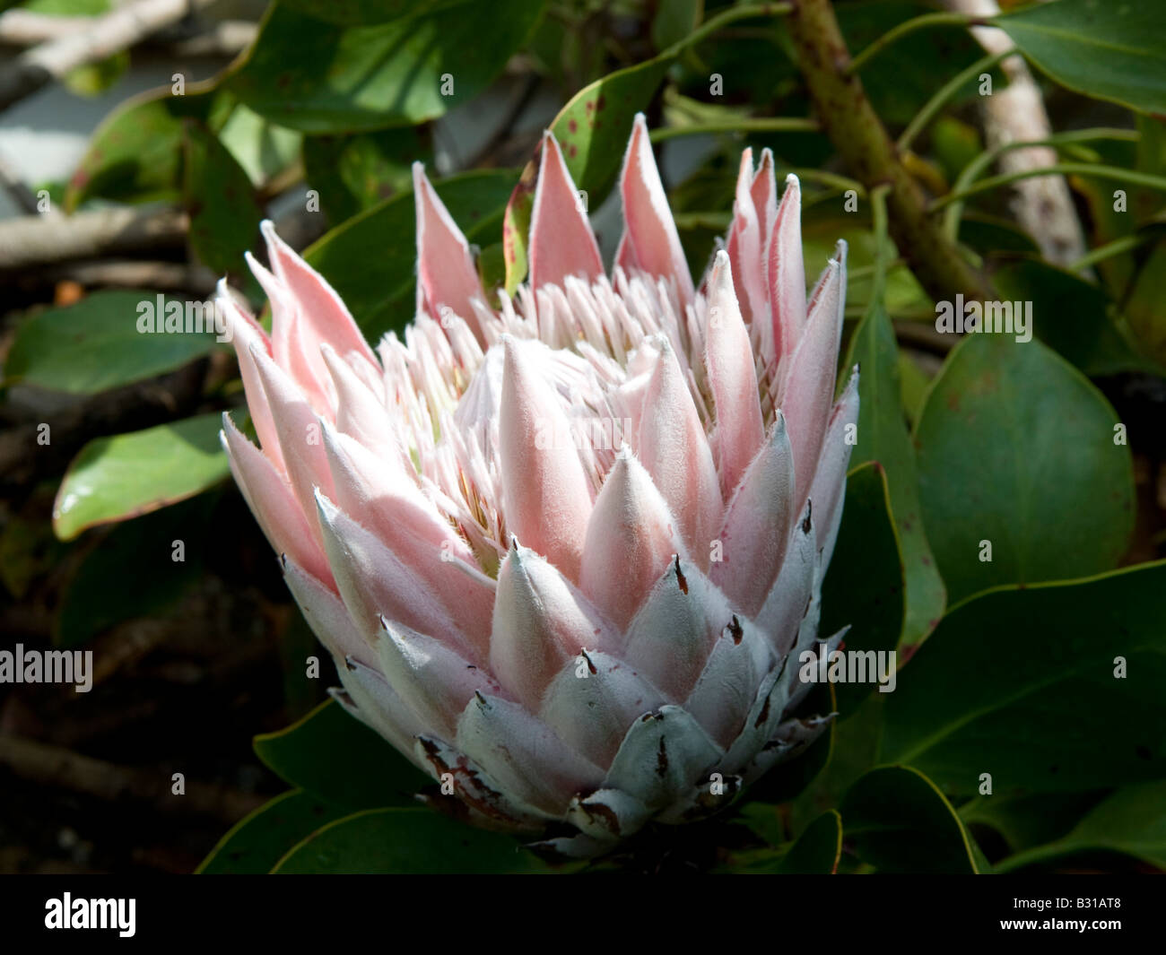 Proteaceae hi-res stock photography and images - Alamy