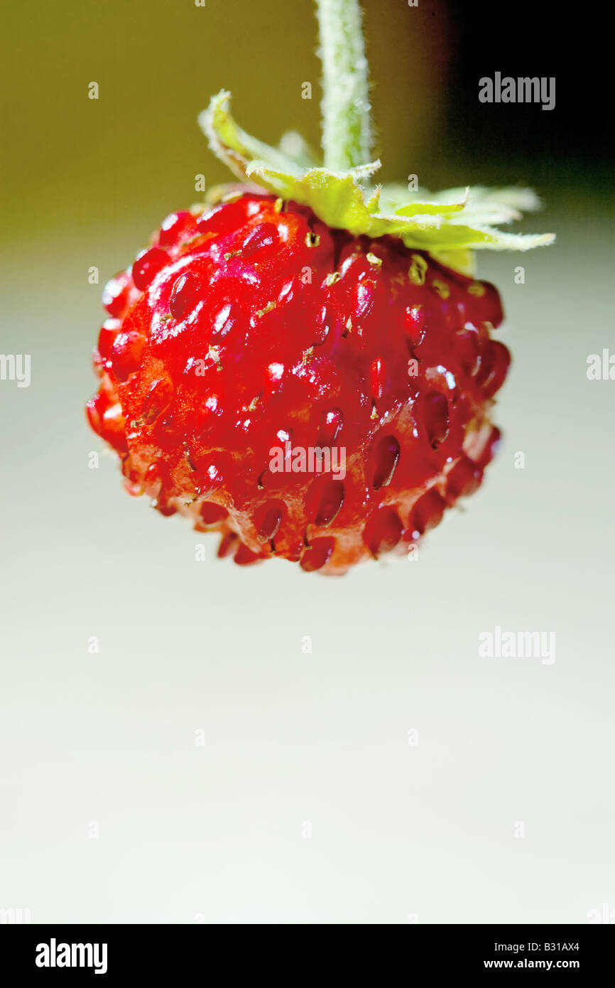 wild strawberry in nature close up photo Stock Photo - Alamy