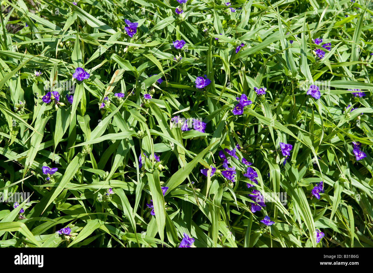 Spiderwort tradescantia andersoniana hi-res stock photography and ...