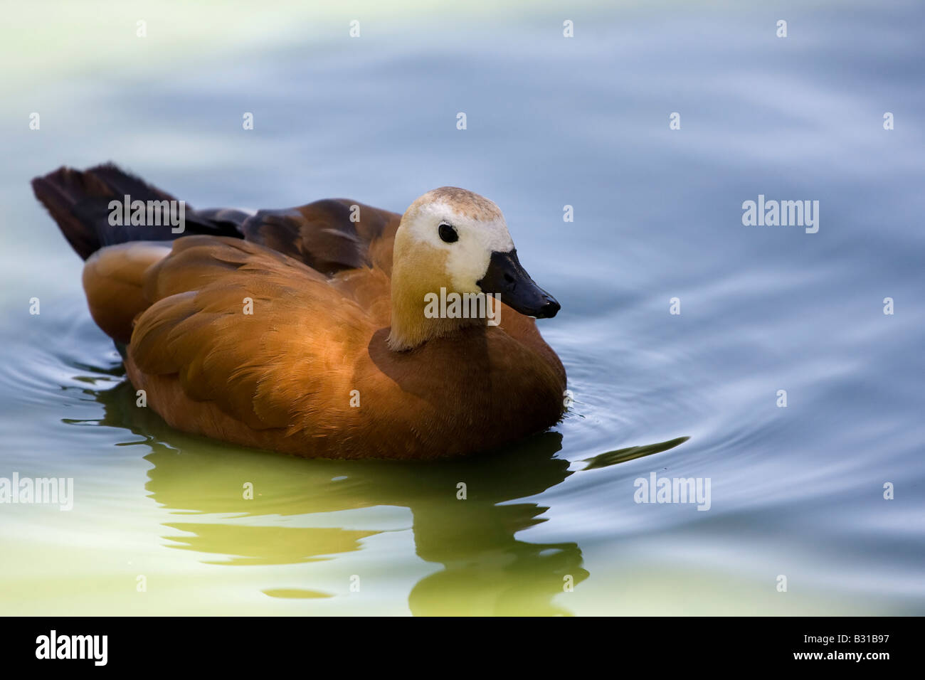 African shelduck male hi-res stock photography and images - Alamy