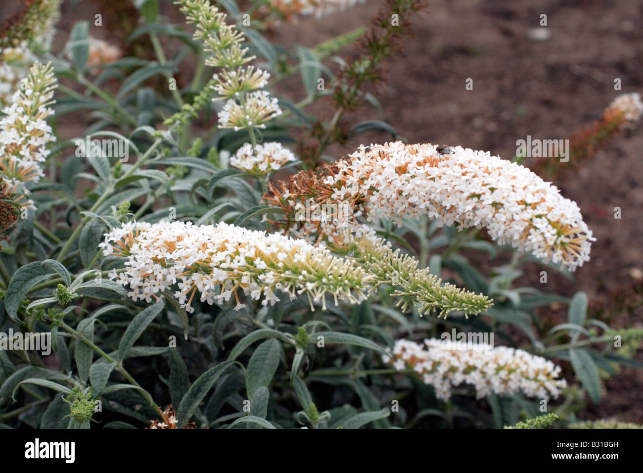BUDDLEJA DAVIDII WHITE BALL Stock Photo - Alamy