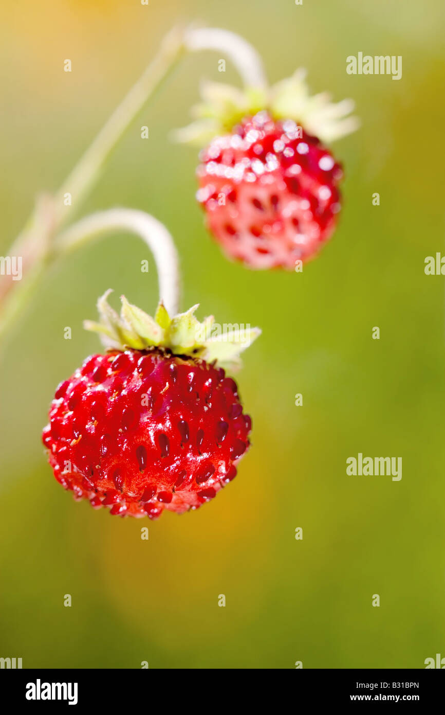 wild strawberry in nature close up photo Stock Photo - Alamy