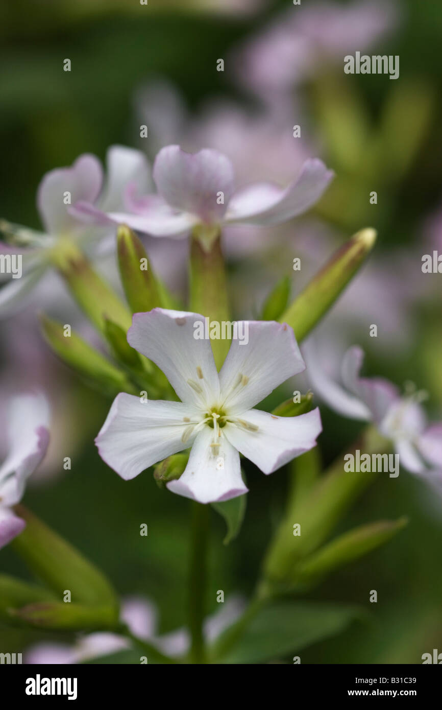 Light pink flowers of soapwort Saponaria officinalis Stock Photo - Alamy