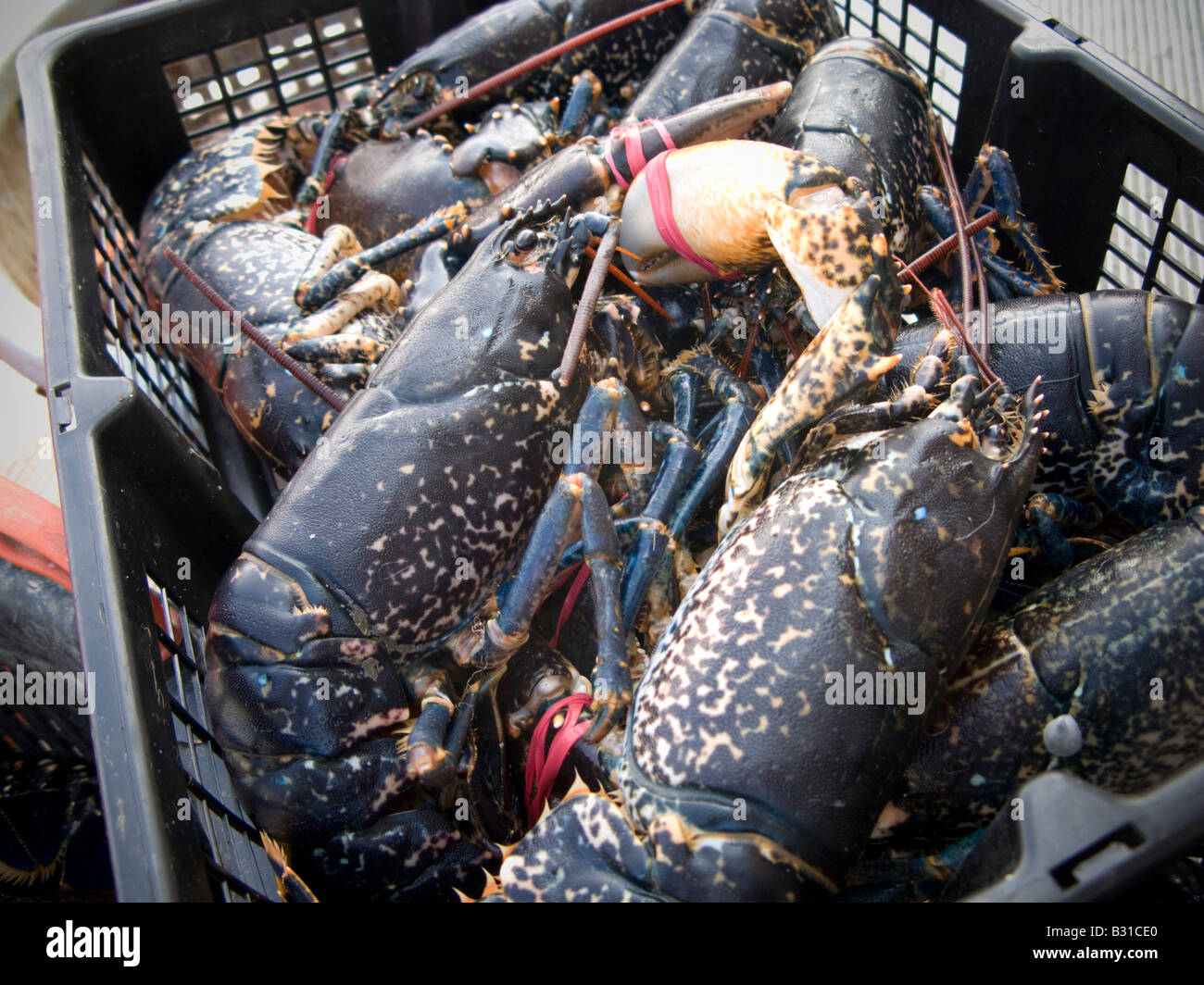 Live lobster uk hi-res stock photography and images - Alamy