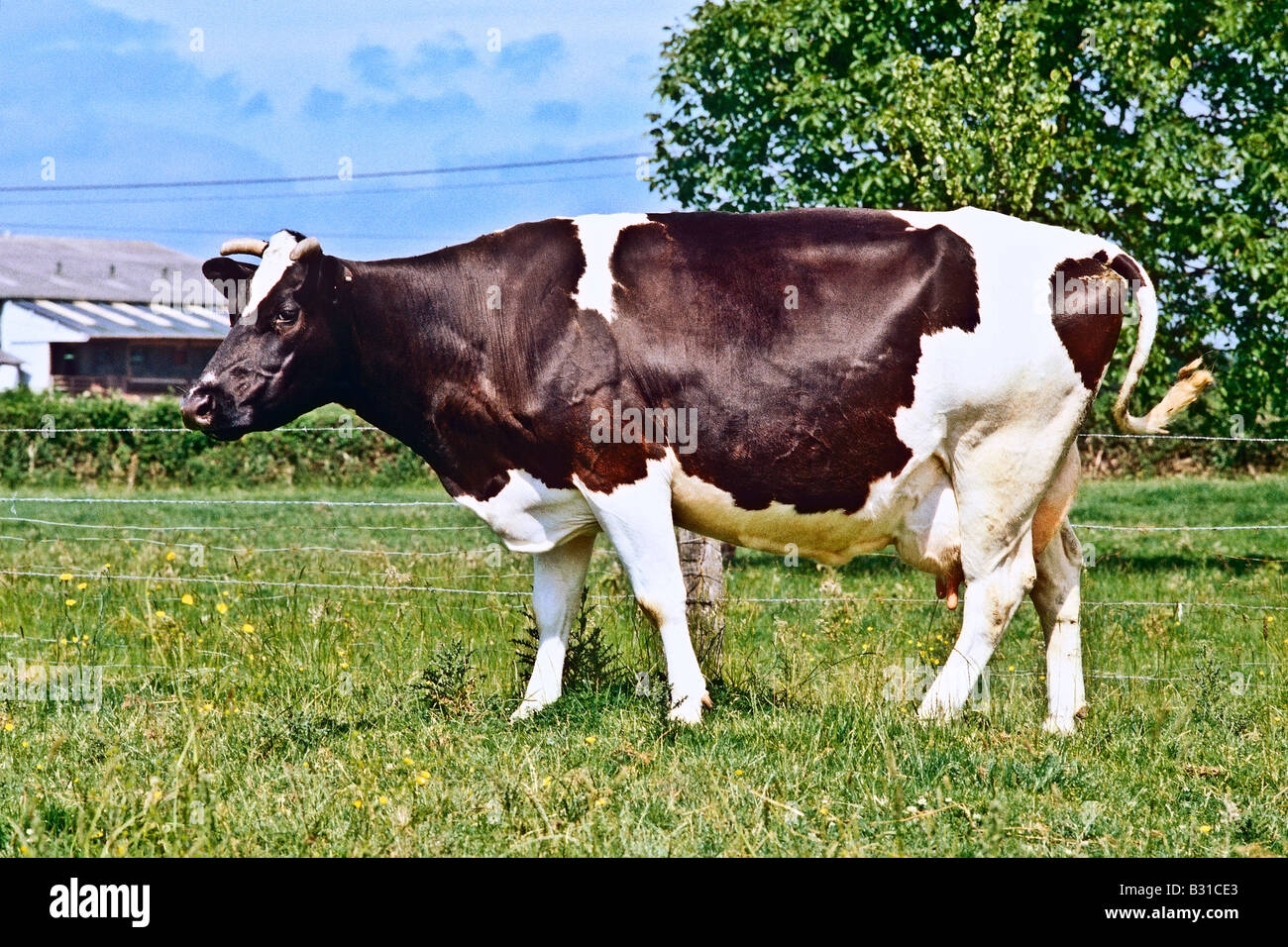 Norman dairy hi-res stock photography and images - Alamy
