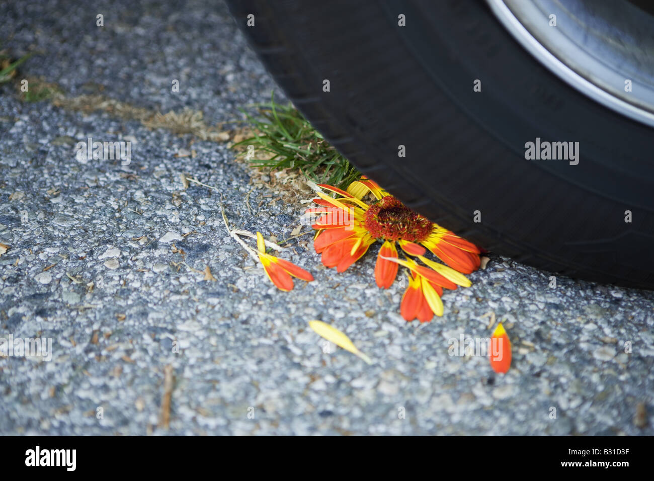 Car tire crushing gerber daisy Stock Photo - Alamy