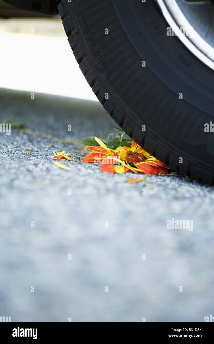 Car tire crushing gerber daisy Stock Photo - Alamy