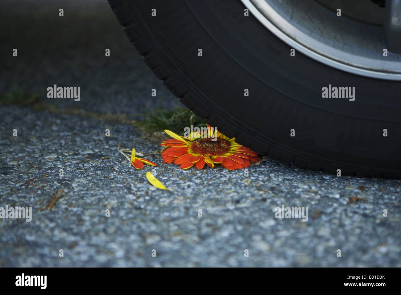 Car tire crushing gerber daisy Stock Photo - Alamy