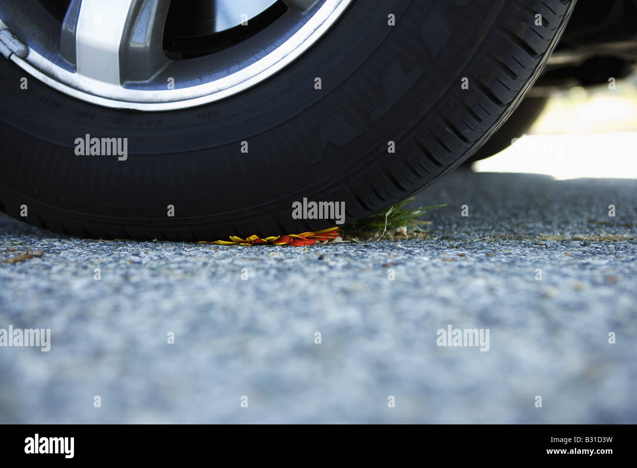 Car tire crushing gerber daisy Stock Photo - Alamy