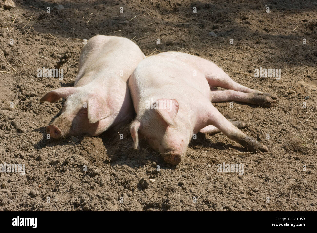 Freerange pigs sleeping in the mud A real hog s heaven July 2008 Stock ...