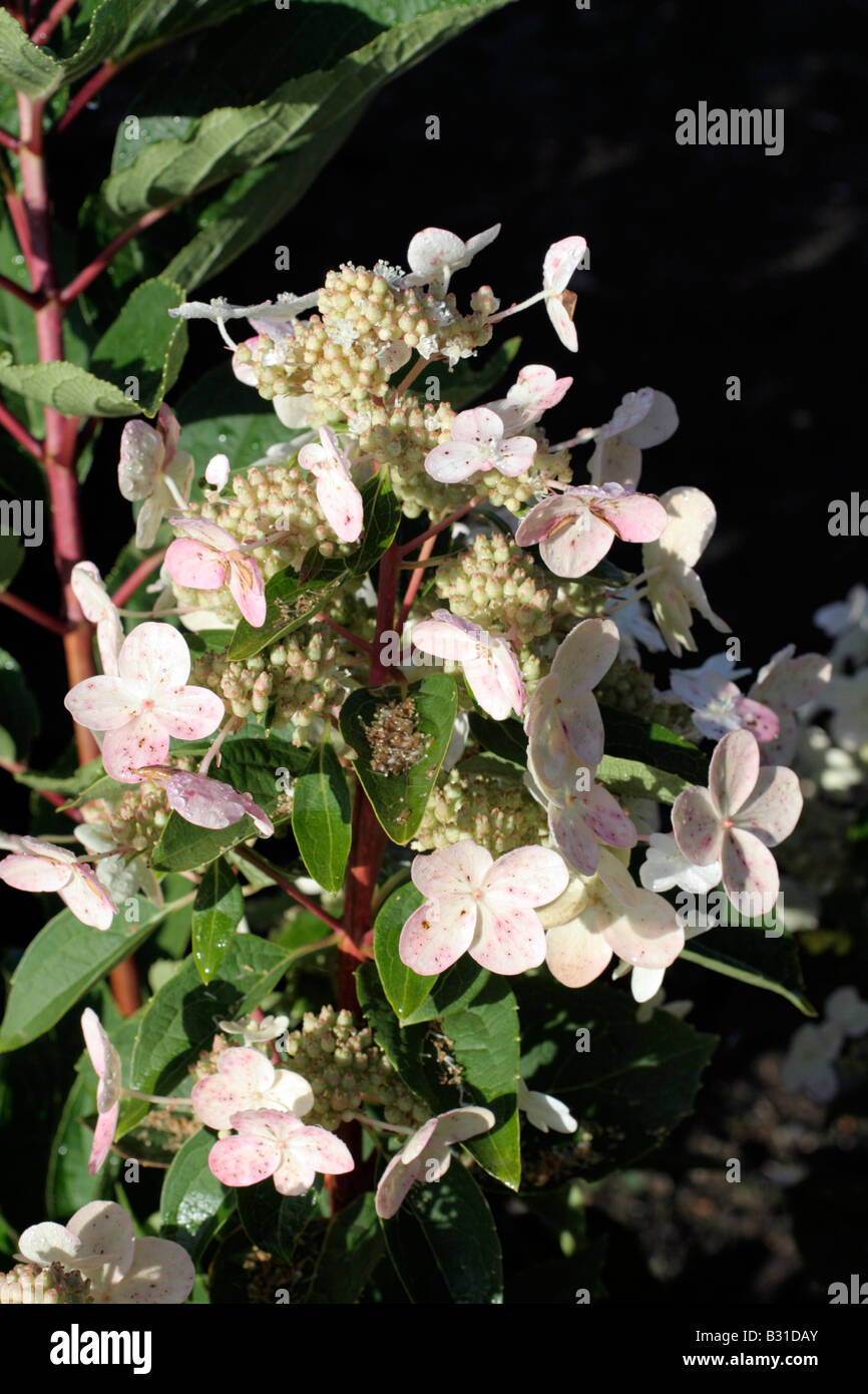 HYDRANGEA PANICULATA DHARUMA Stock Photo - Alamy