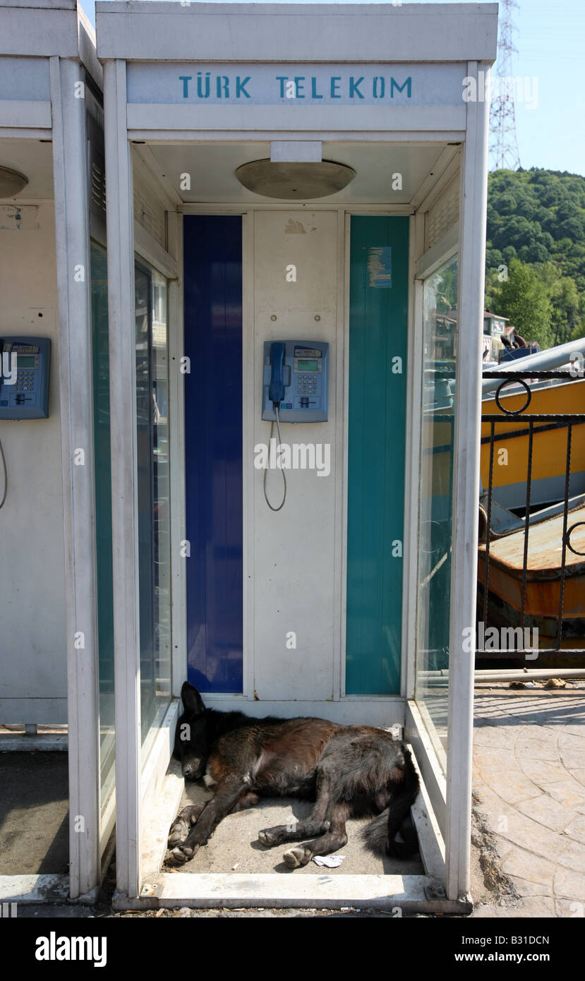 TUR Turkey Istanbul Anadolu Kavagi vilage at the Bosporus sleeping dog ...