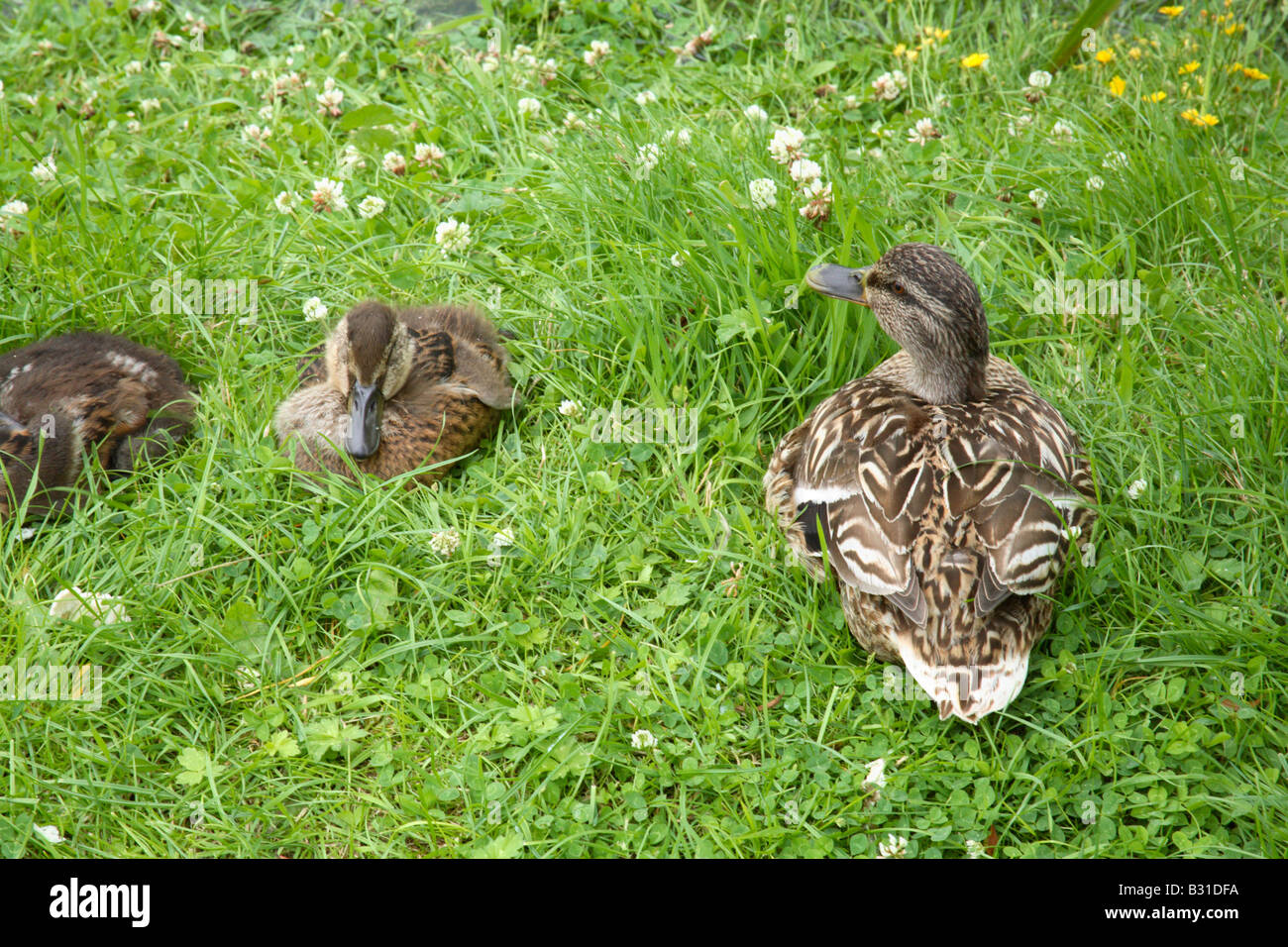 Female Mallard Duck or Wild duck with chicks 'Anas Platyrhynchos' Stock ...