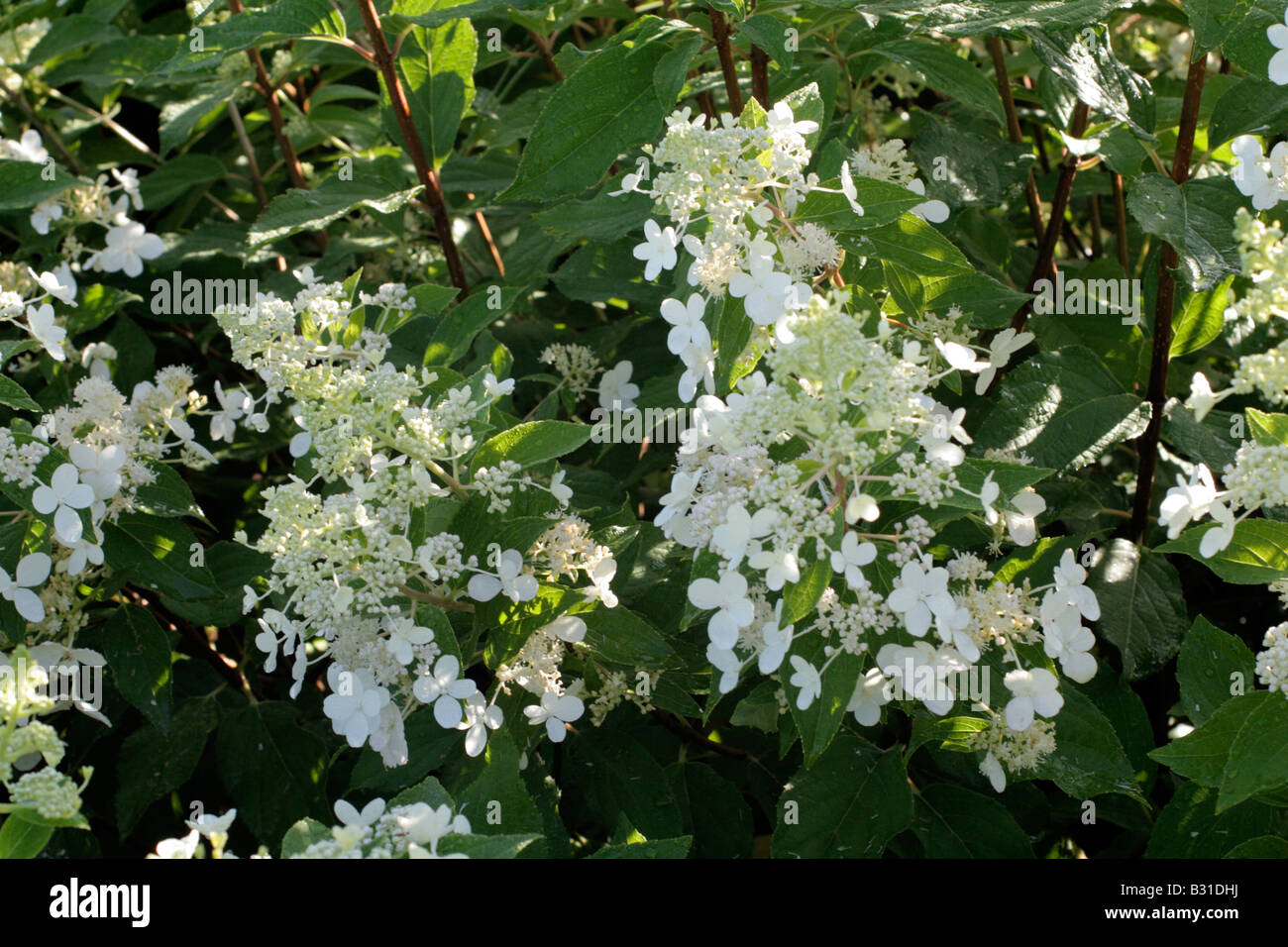 HYDRANGEA PANICULATA MEGA PEARL Stock Photo - Alamy