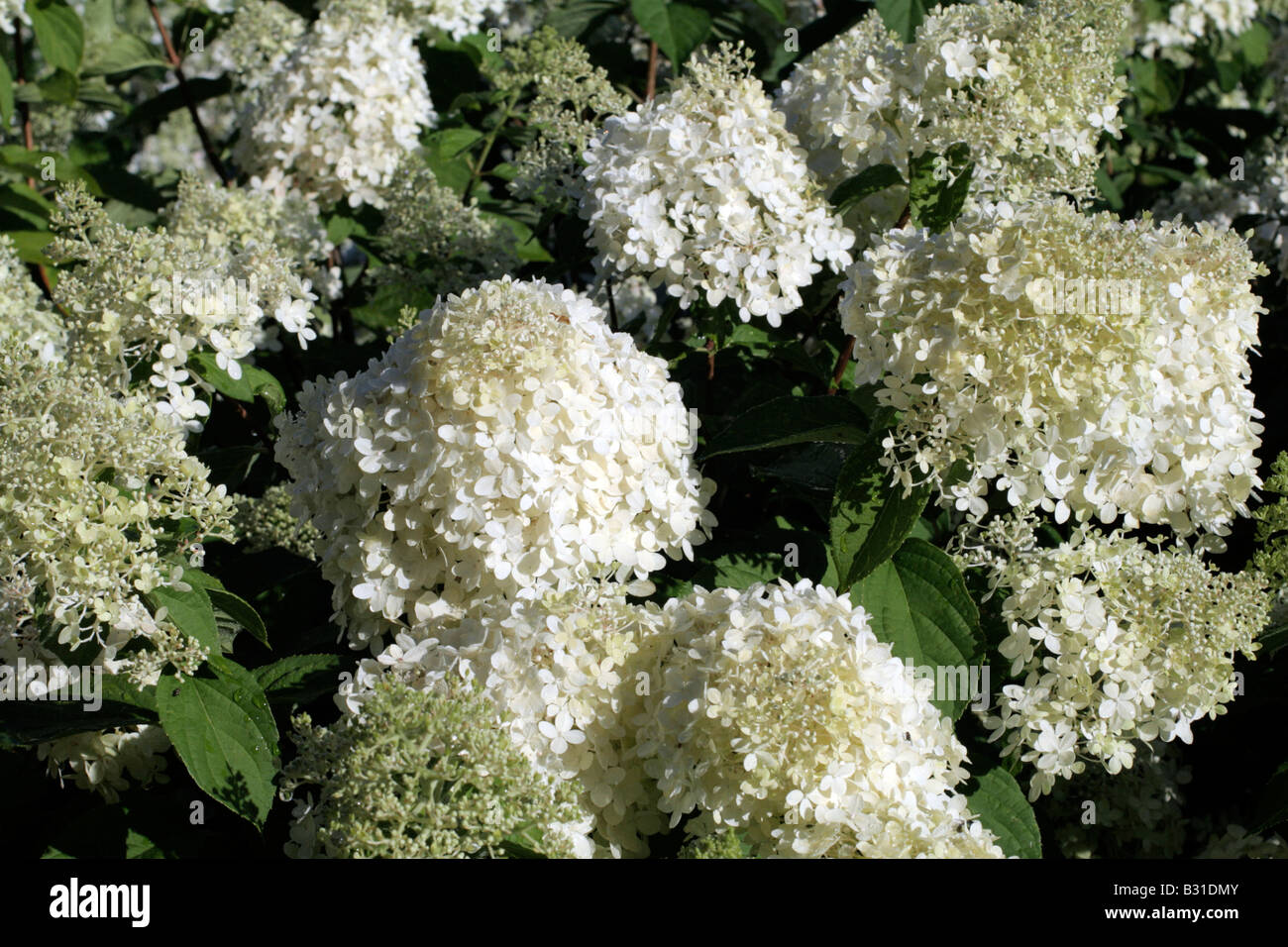 Hydrangea paniculata limelight hi-res stock photography and images - Alamy