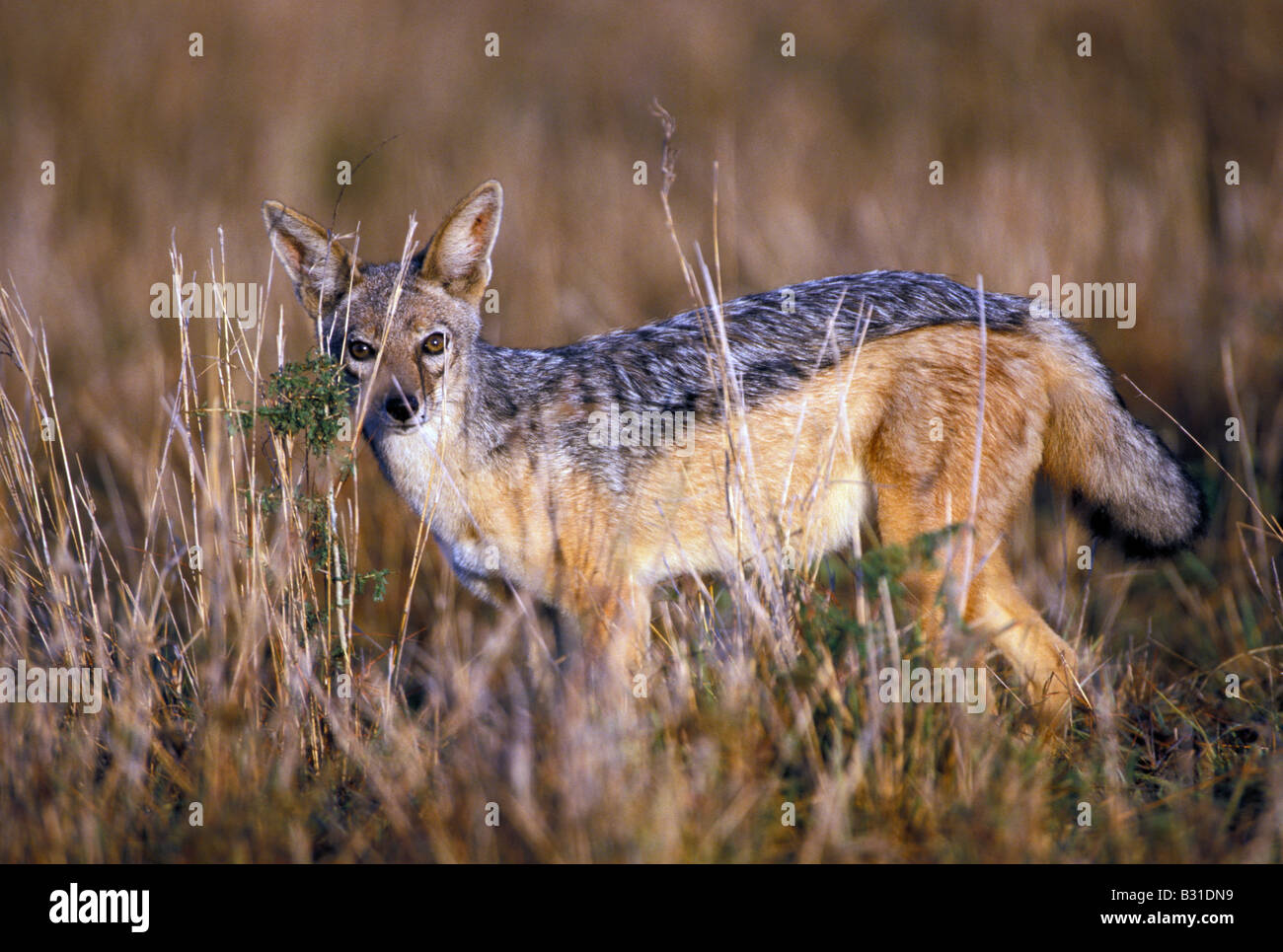 Jackal, Black-backed, Silver-backed jackal, jackal in grass, Maasai ...