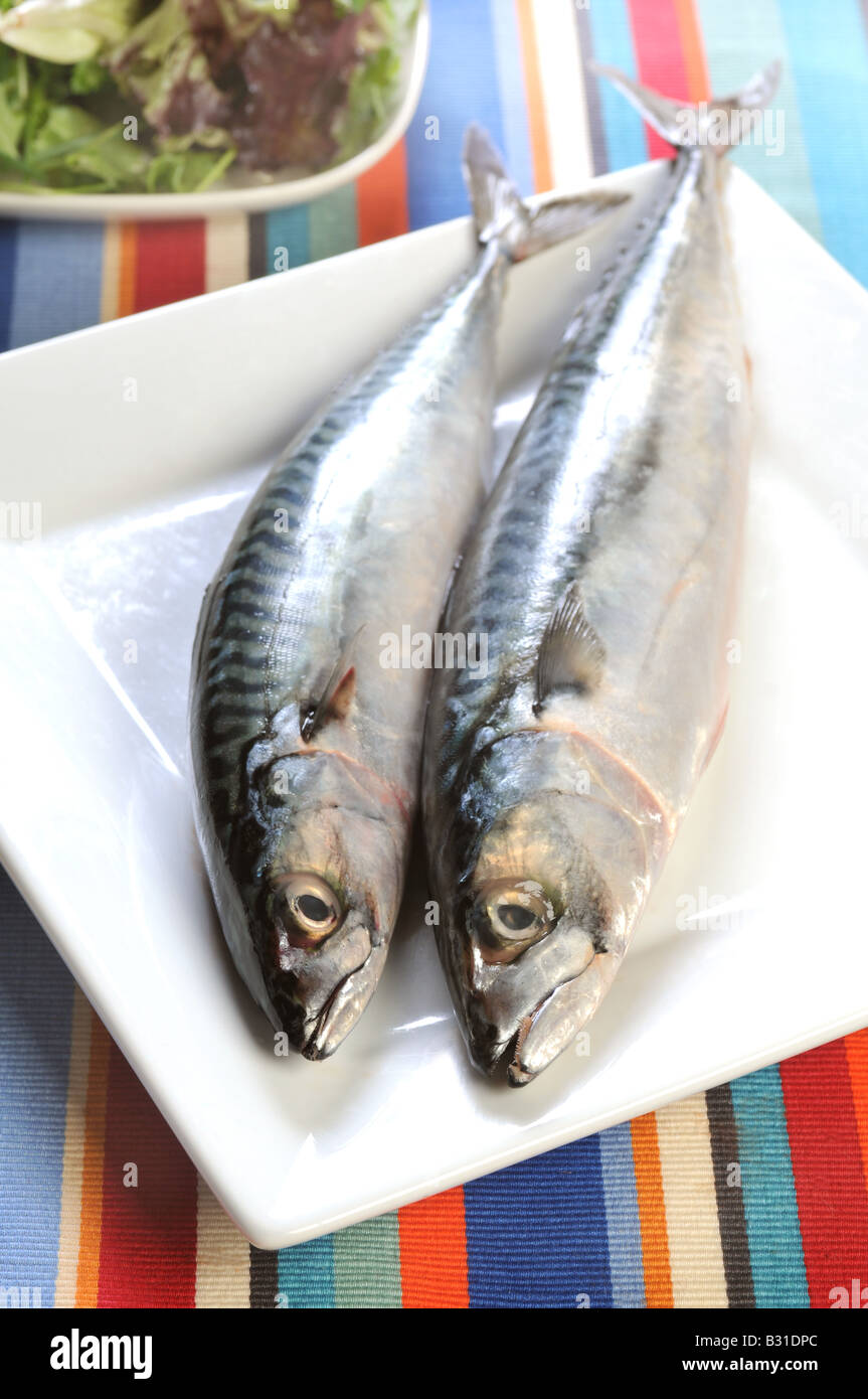 to mackerel fish in a kitchen waiting to be prepared for a meal Stock ...