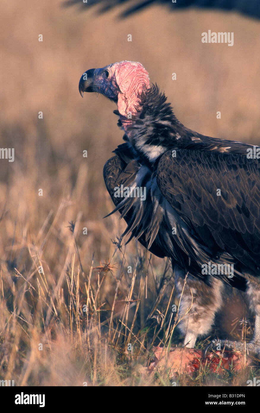 Turkey Vultures Face