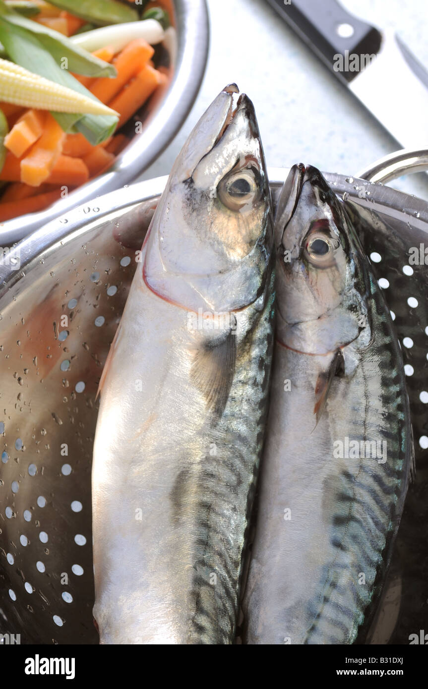 to mackerel fish in a kitchen waiting to be prepared for a meal Stock ...