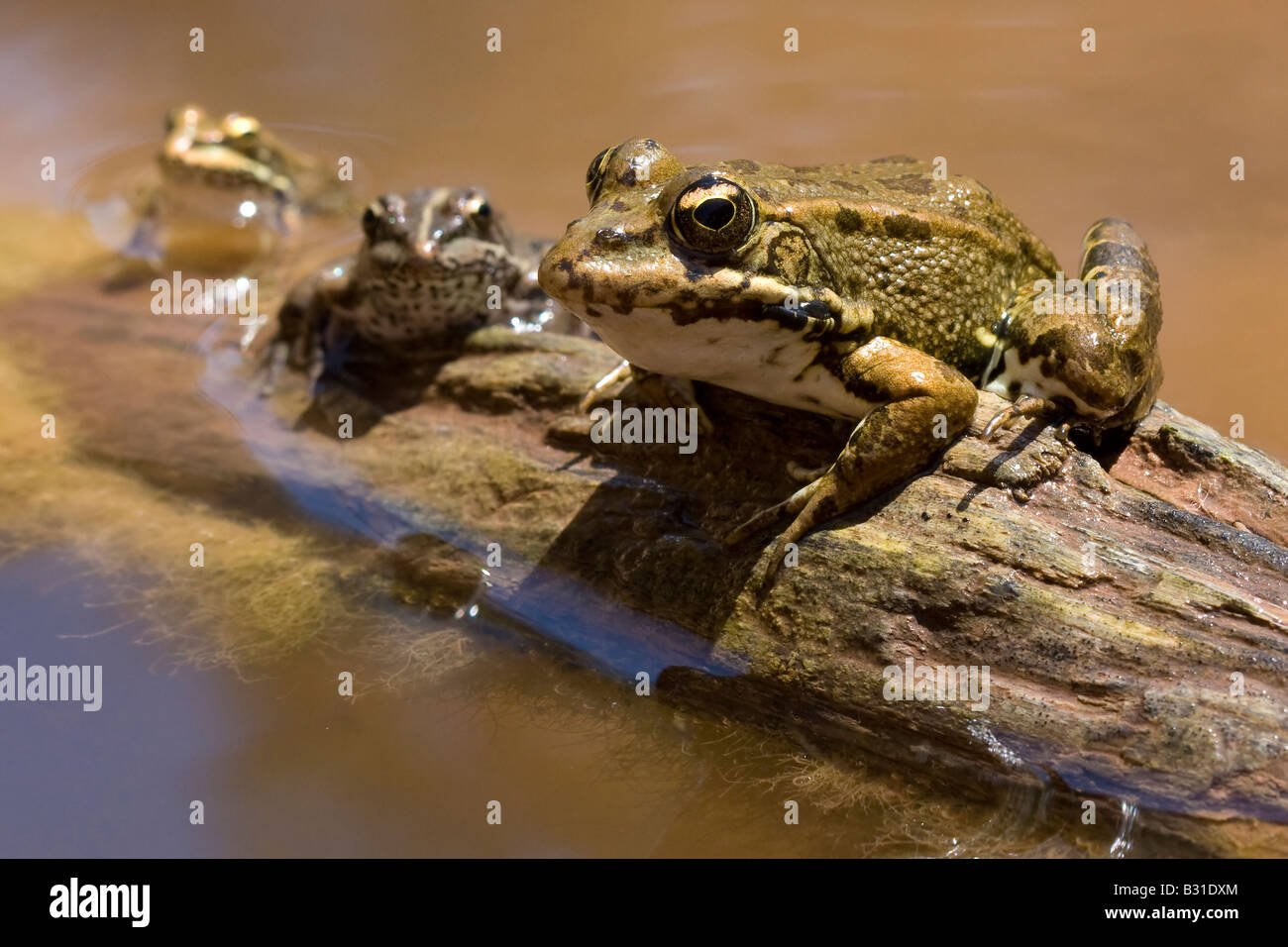 Frog eye membrane hi-res stock photography and images - Alamy