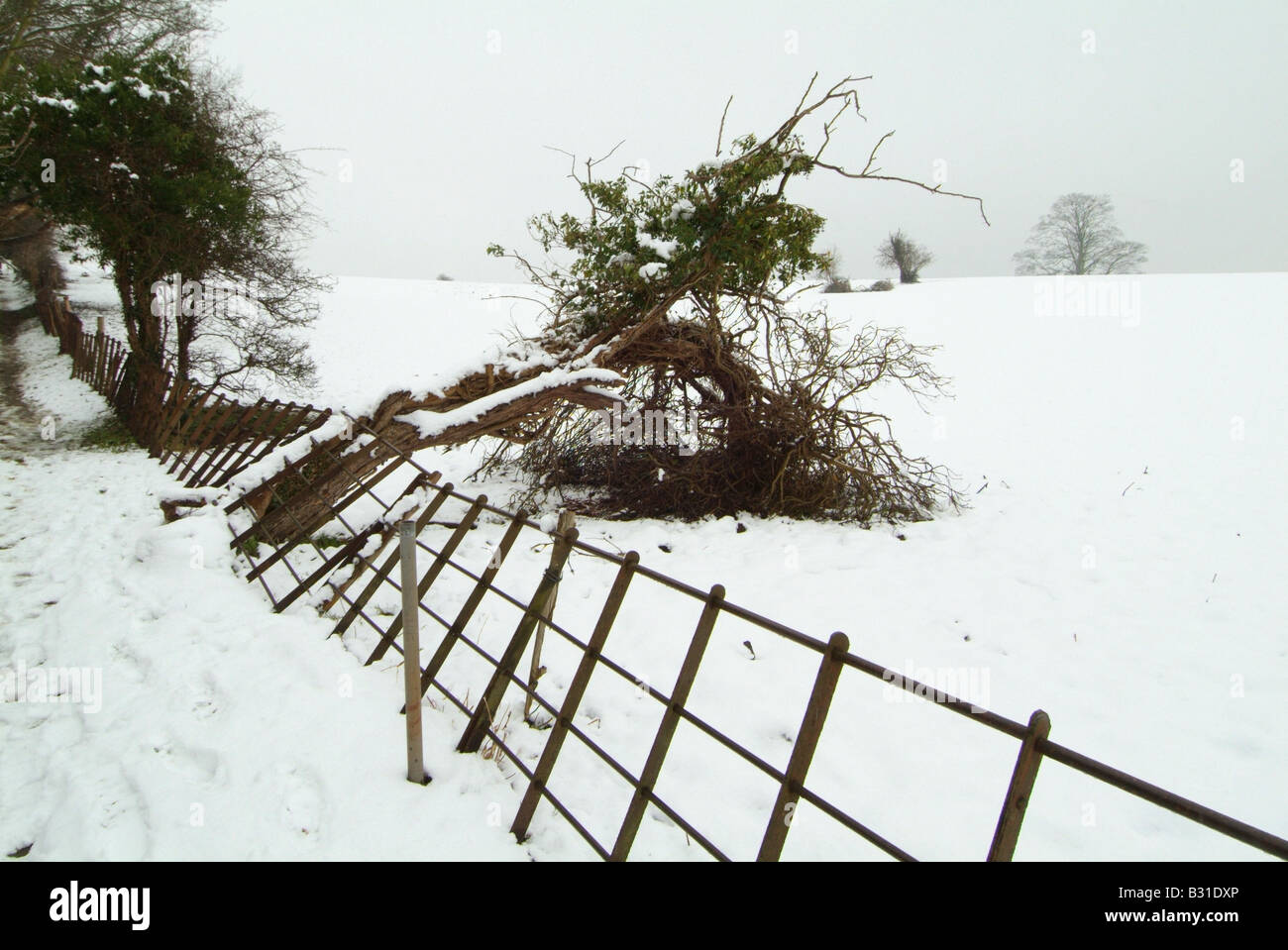A fallen tree knocking over a metal fence on snow covered fields Stock ...