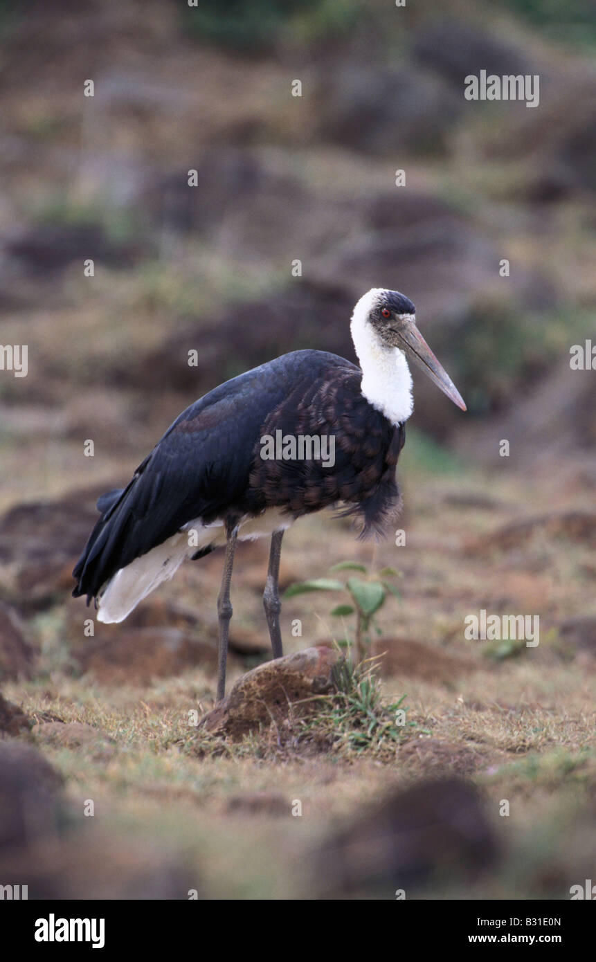 Stork, Wooly-necked stork, stork on ground, Maasai Mara Game Reserve ...