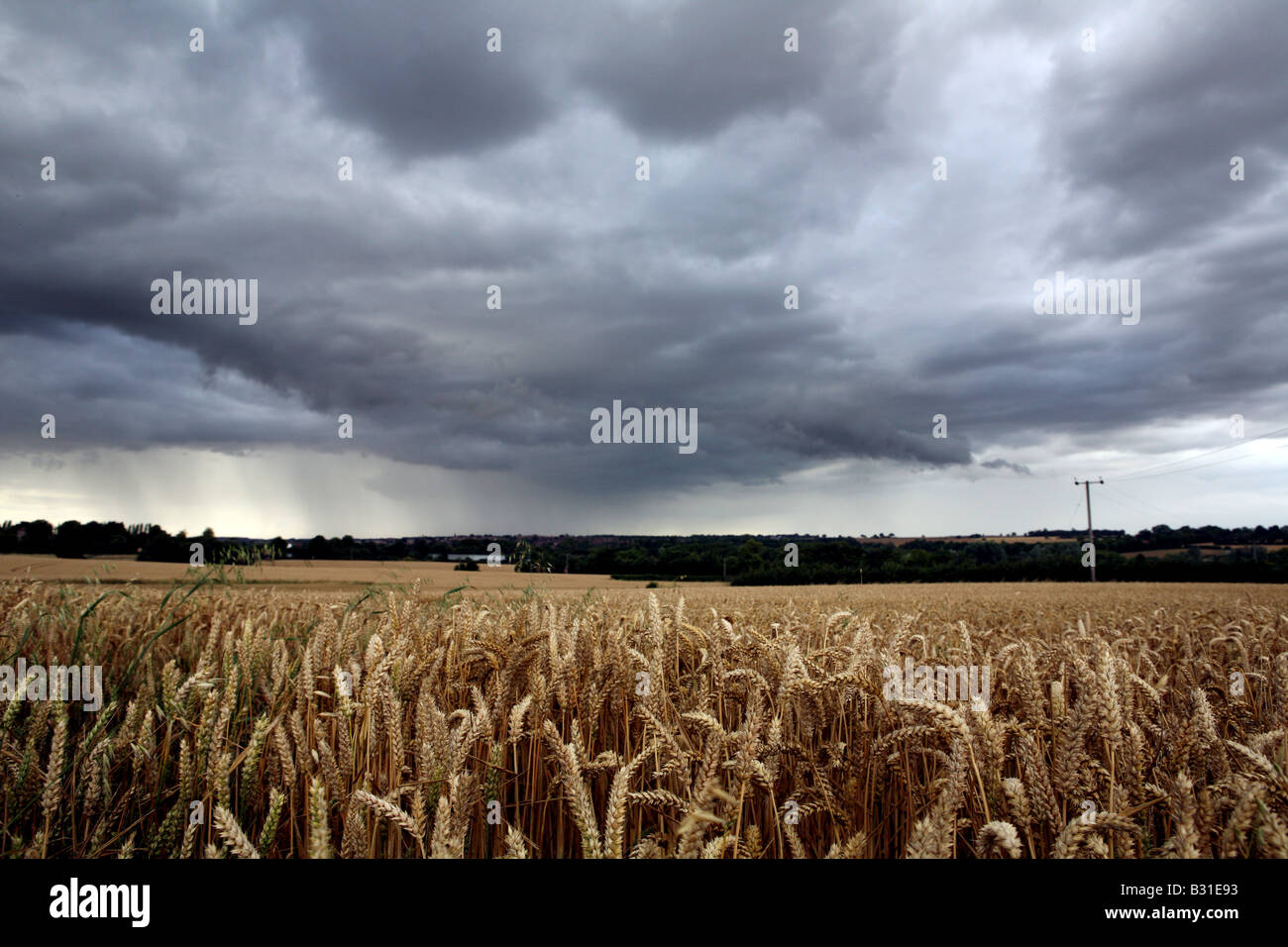 RIPENING WHEAT CROP UNDER STORMY SKIES Stock Photo - Alamy