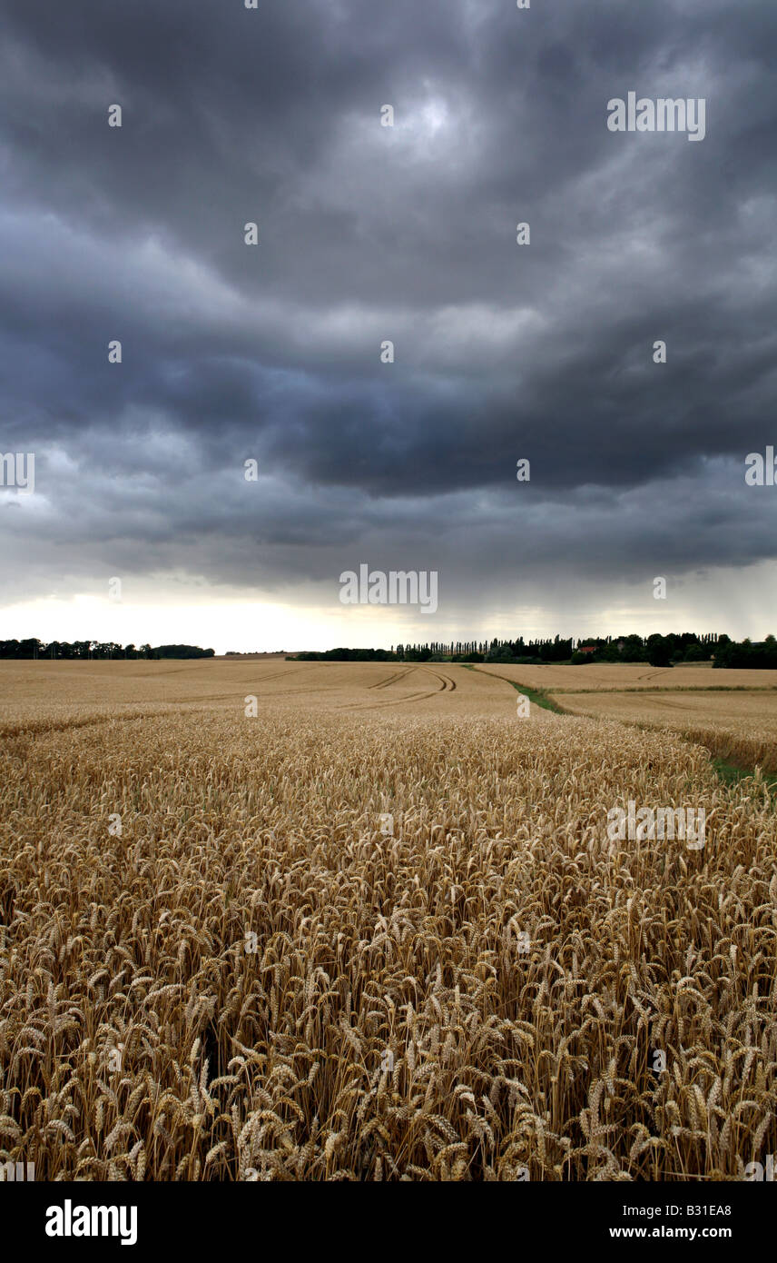 RIPENING WHEAT CROP UNDER STORMY SKIES Stock Photo - Alamy
