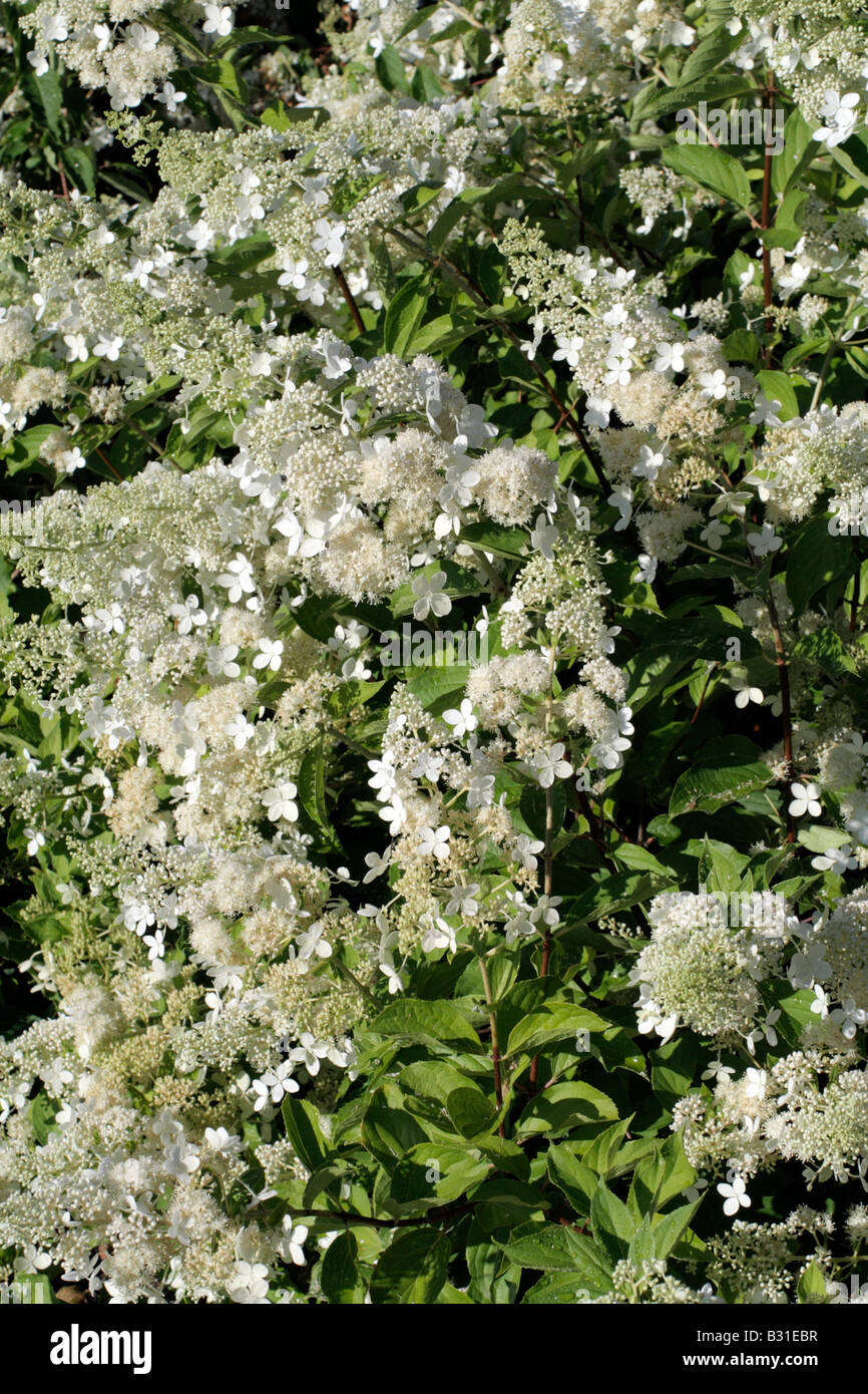 HYDRANGEA PANICULATA PAPILLON Stock Photo - Alamy
