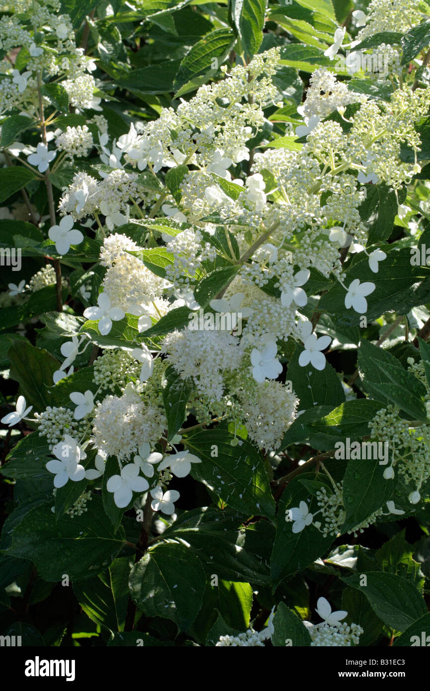HYDRANGEA PANICULATA PAPILLON Stock Photo - Alamy
