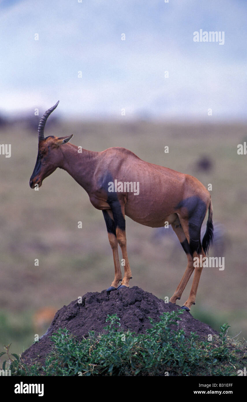 Antelope, Tope, antelope standing on termite mound, Maasai Mara Game ...