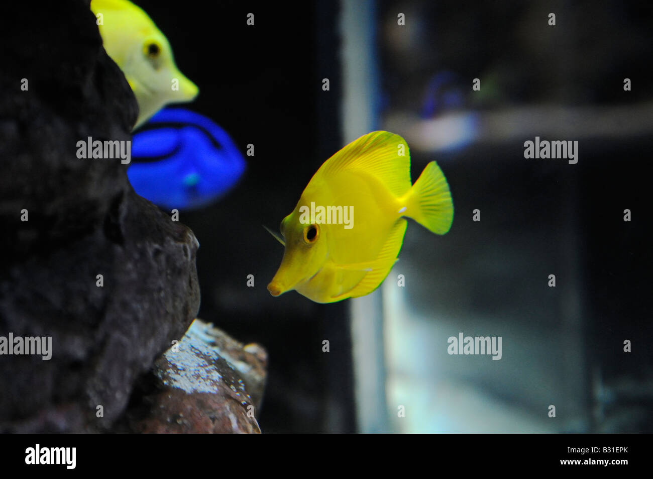 Yellow small fish Stock Photo - Alamy