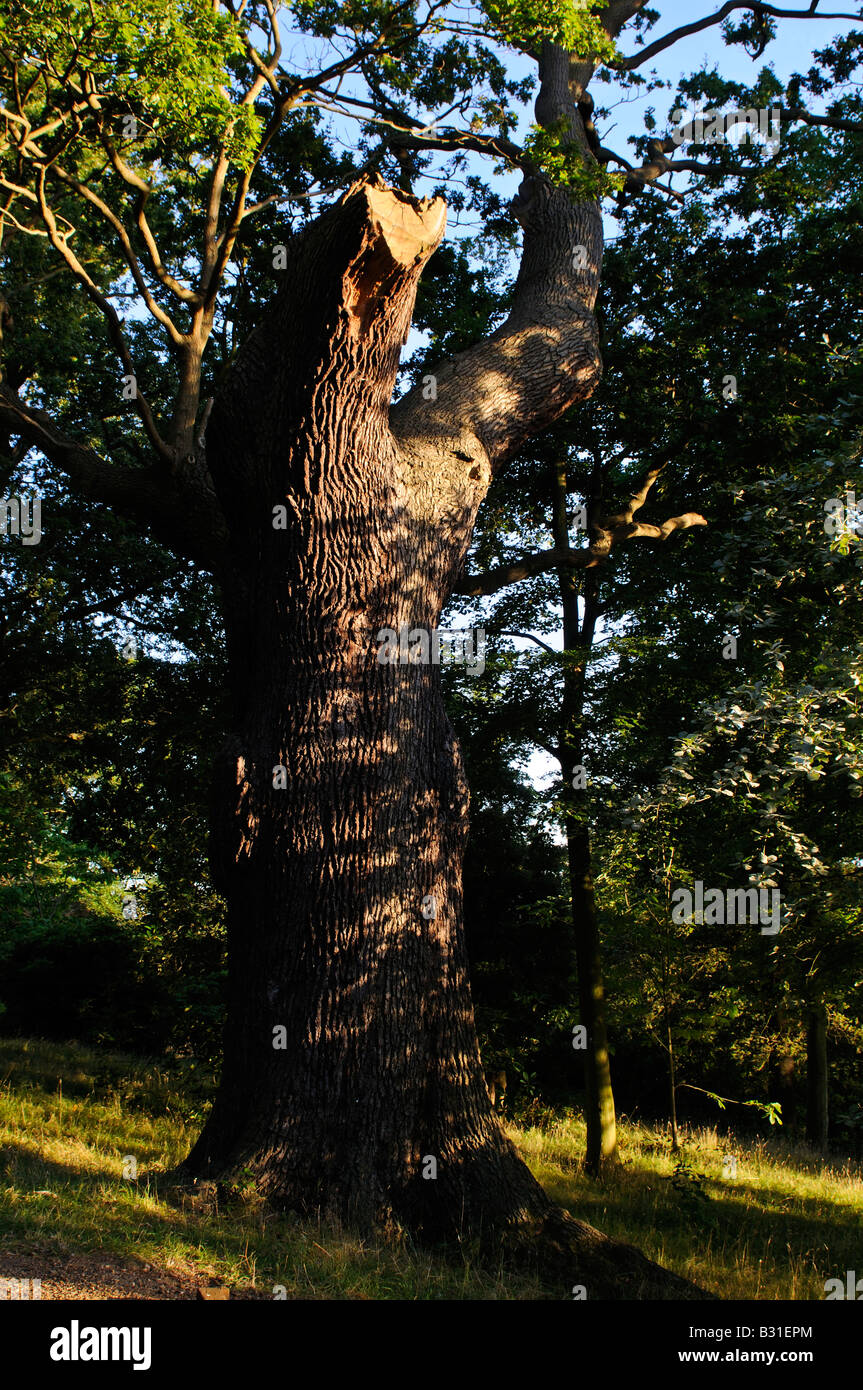 Dark tree and shadows hi-res stock photography and images - Alamy
