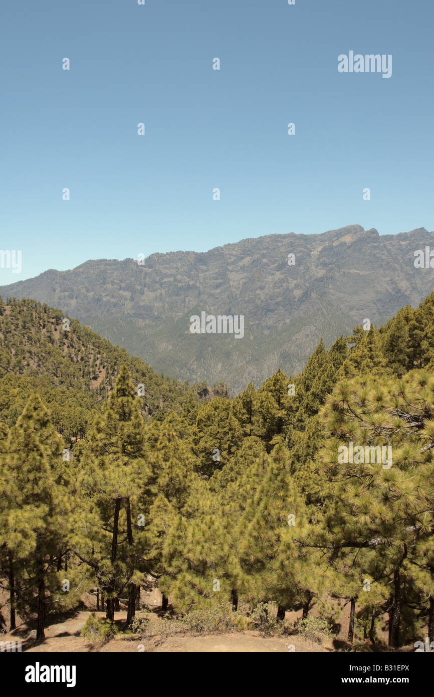 View through Canarian Pine trees into the Caldera de Taburiente from ...