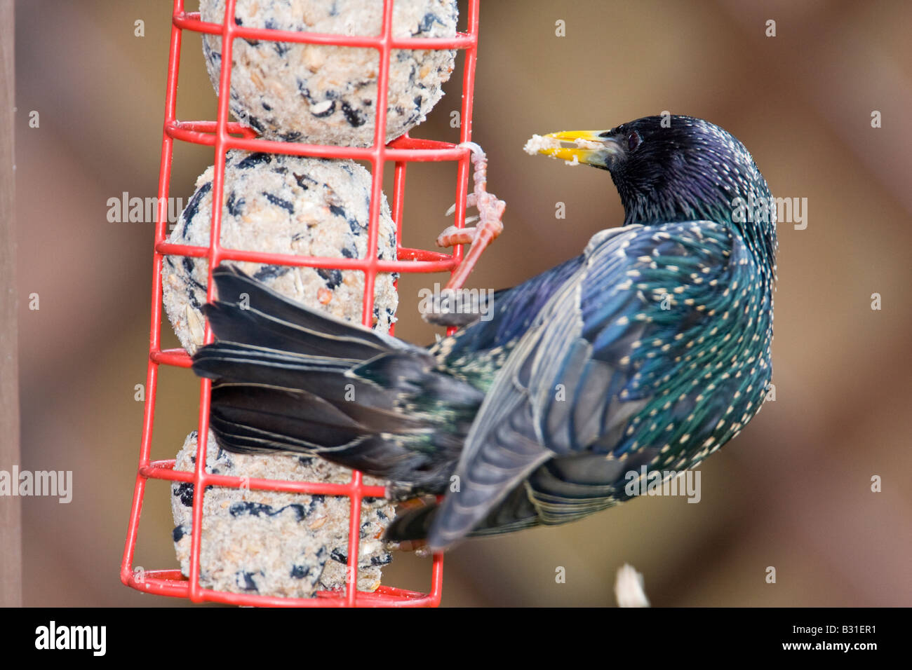 Fat bird eating hi-res stock photography and images - Alamy